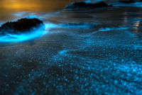 Bioluminescence